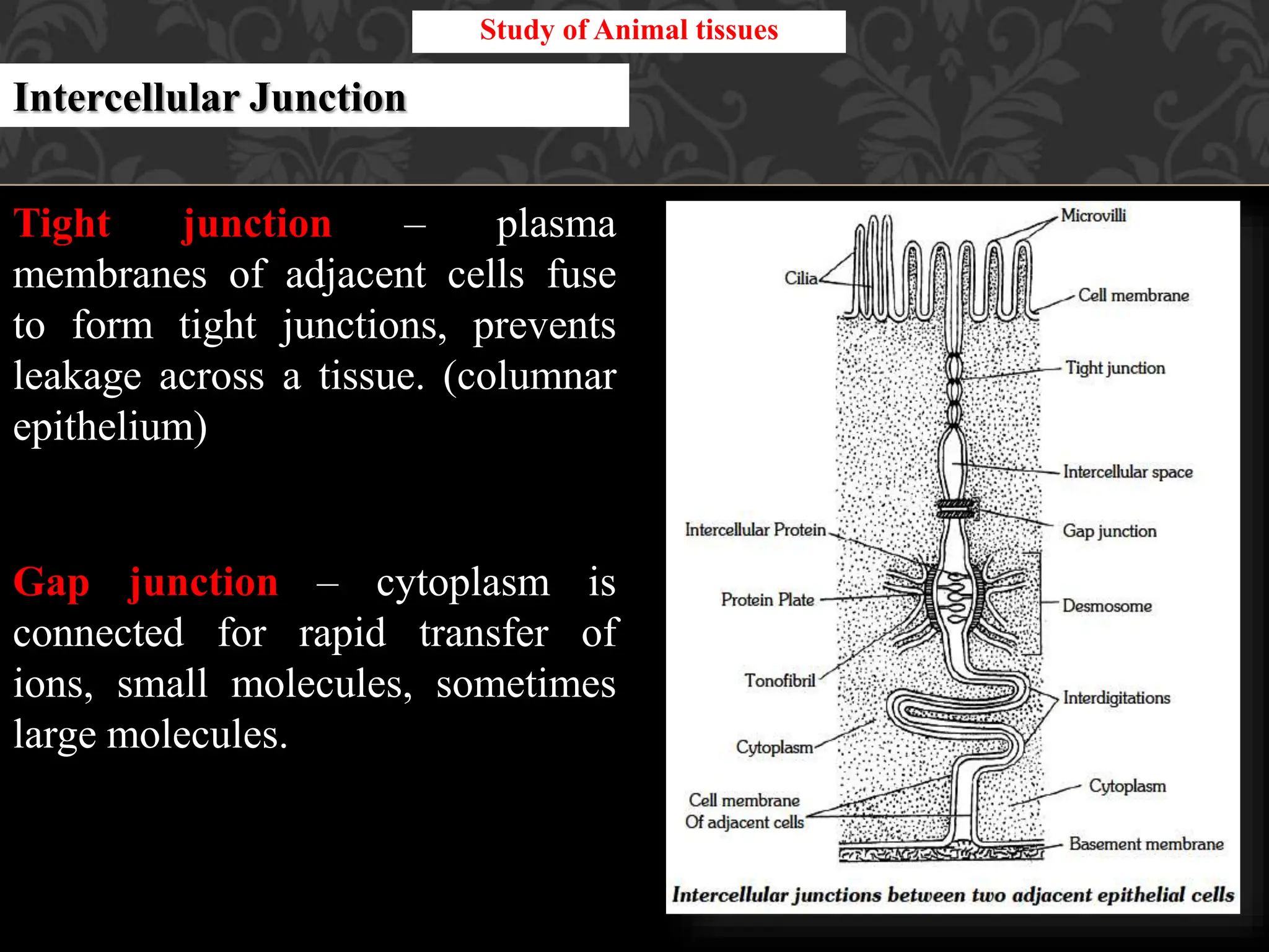 Chapter_10_Animal_tissues.pptx