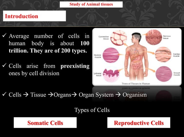 Chapter_10_Animal_tissues.pptx