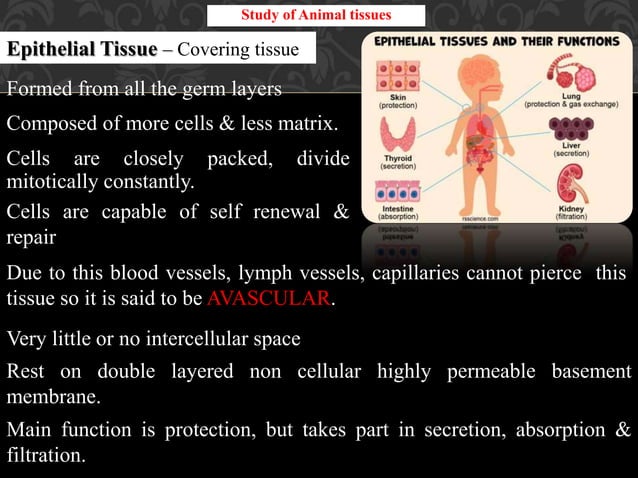 Chapter_10_Animal_tissues.pptx