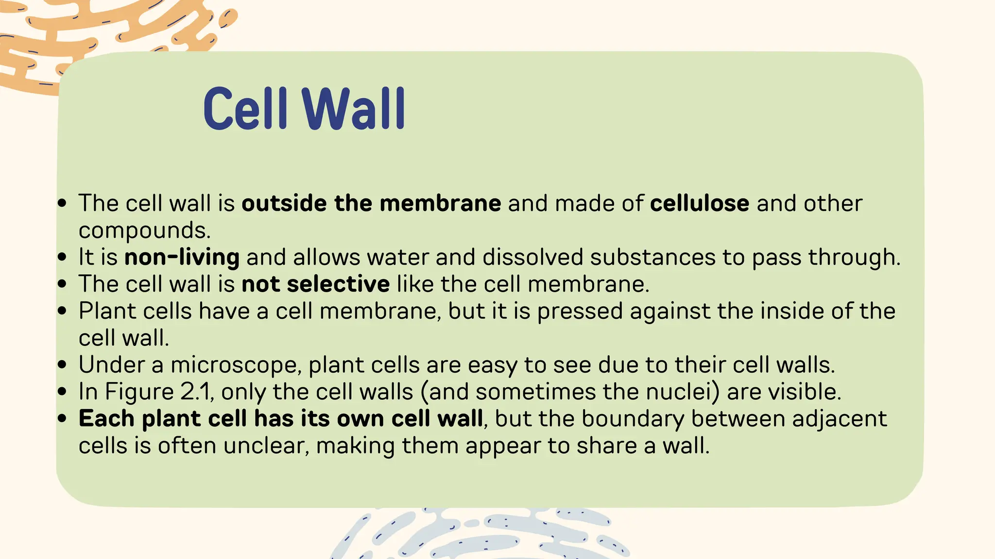 IGCSE Biology Organisation of Organism Chapter 2 | PDF