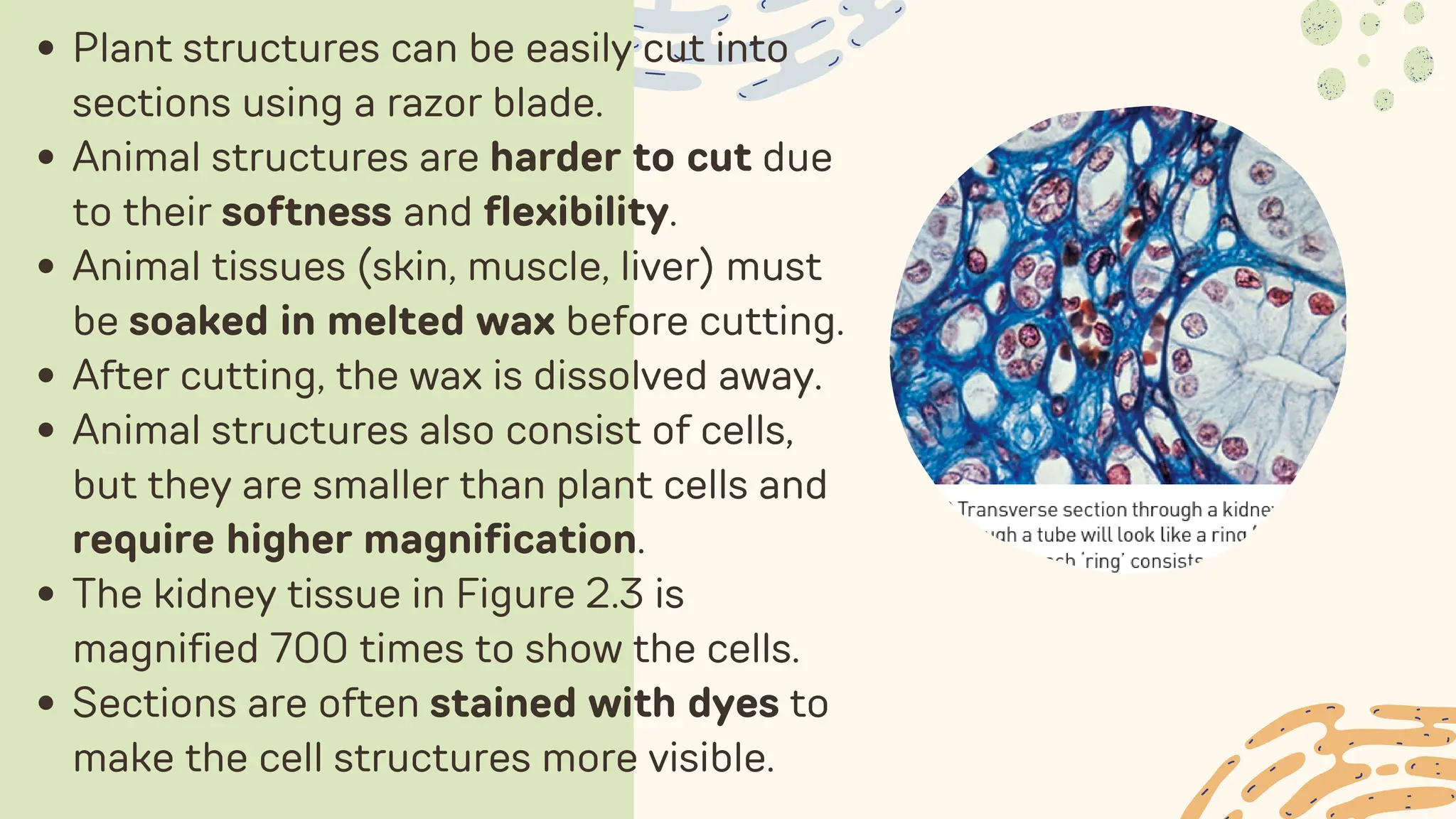 IGCSE Biology Organisation of Organism Chapter 2 | PDF