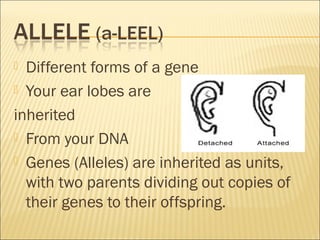 Year 10 science genetics | PPT