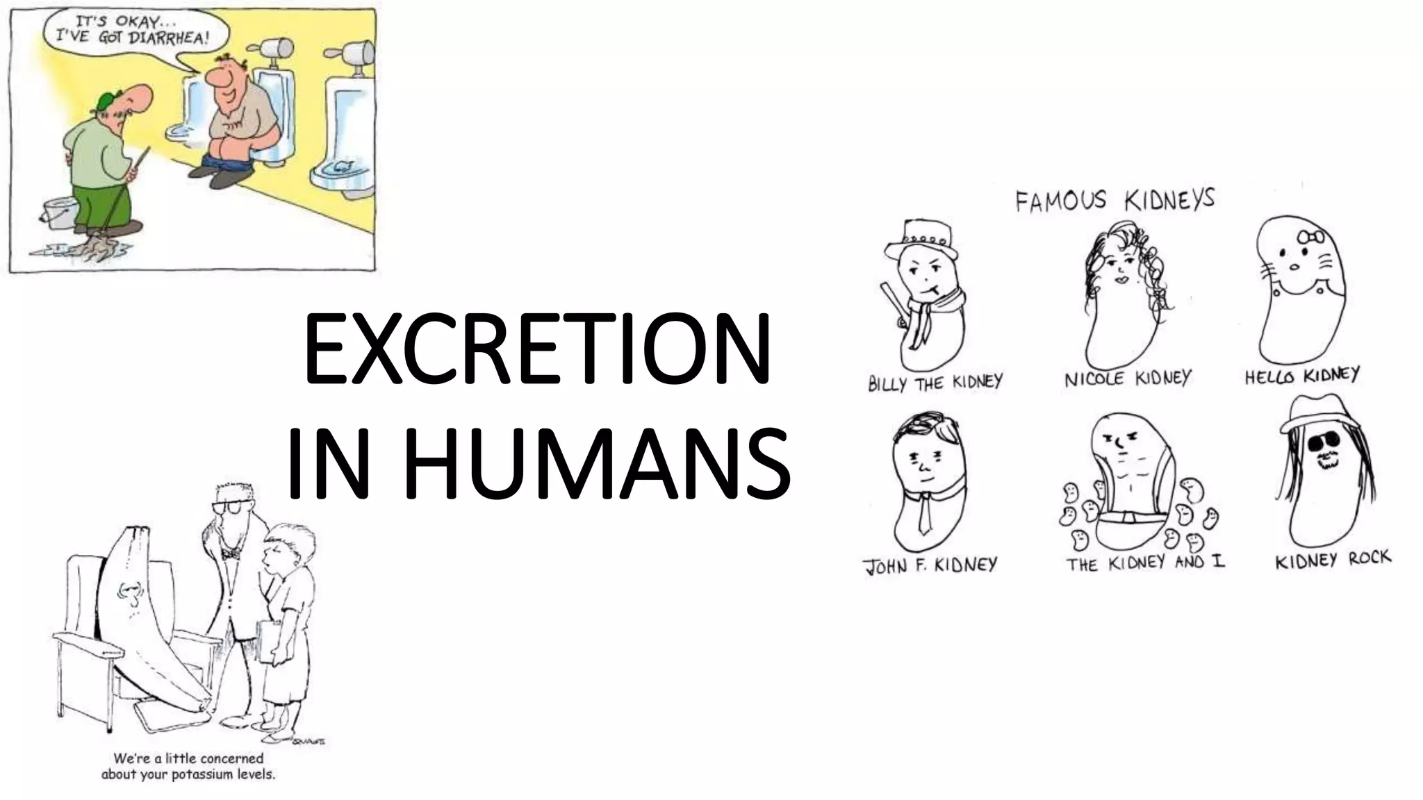 Excretion in humans | PPTX
