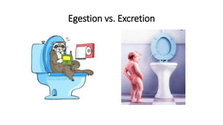 Excretion in humans | PPTX