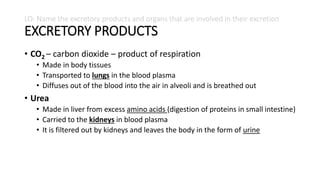 Excretion in humans | PPTX