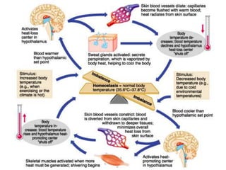 Homeostasis | PPTX