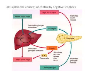 Homeostasis | PPTX