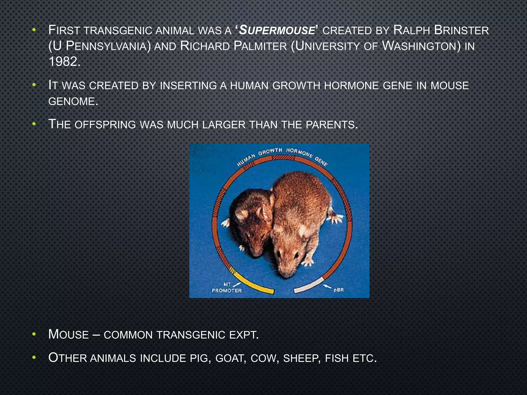 Genetically Modified Organisms | PPTX