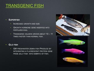 Genetically Modified Organisms | PPTX