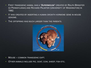 Genetically Modified Organisms | PPTX