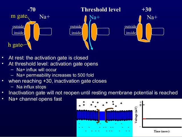 Y1 s1 membrane potentials