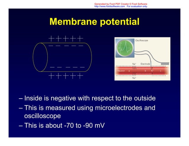 Y1S1 membrane potentials.pdf