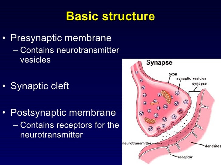 Y1S2 Synapse NMJ Neurotransmitters