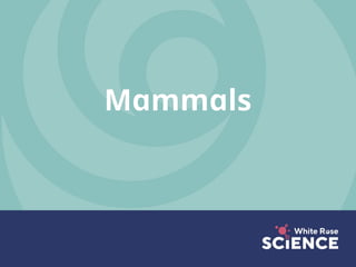 Mammals science mammal year four British | PPTX