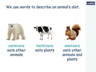 Mammals science mammal year four British | PPTX
