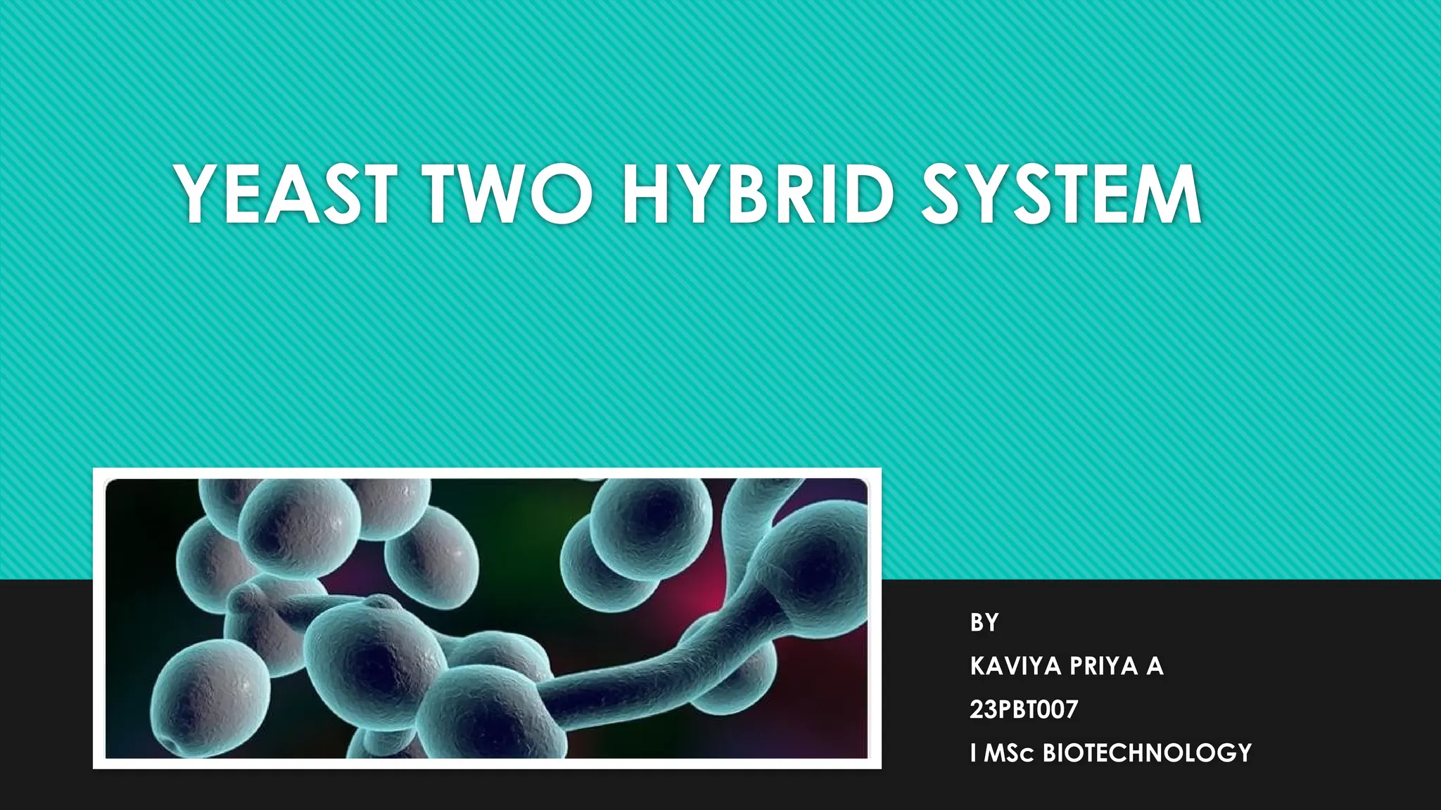 Yeast two hybrid system - principle, procedure, types, advantage and disadvantage | PPTX