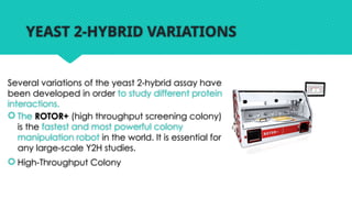 Yeast two hybrid system - principle, procedure, types, advantage and ...