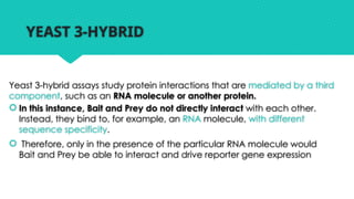 Yeast two hybrid system - principle, procedure, types, advantage and disadvantage | PPTX