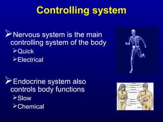Y2 s1 introduction to the nervous system | PPT
