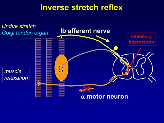 Y2 s1 motor system reflexes basal ganglia 2018 comple lecture | PPTX ...