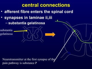 Y2 s1 pain physiology | PPT