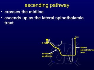 Y2 s1 pain physiology | PPT