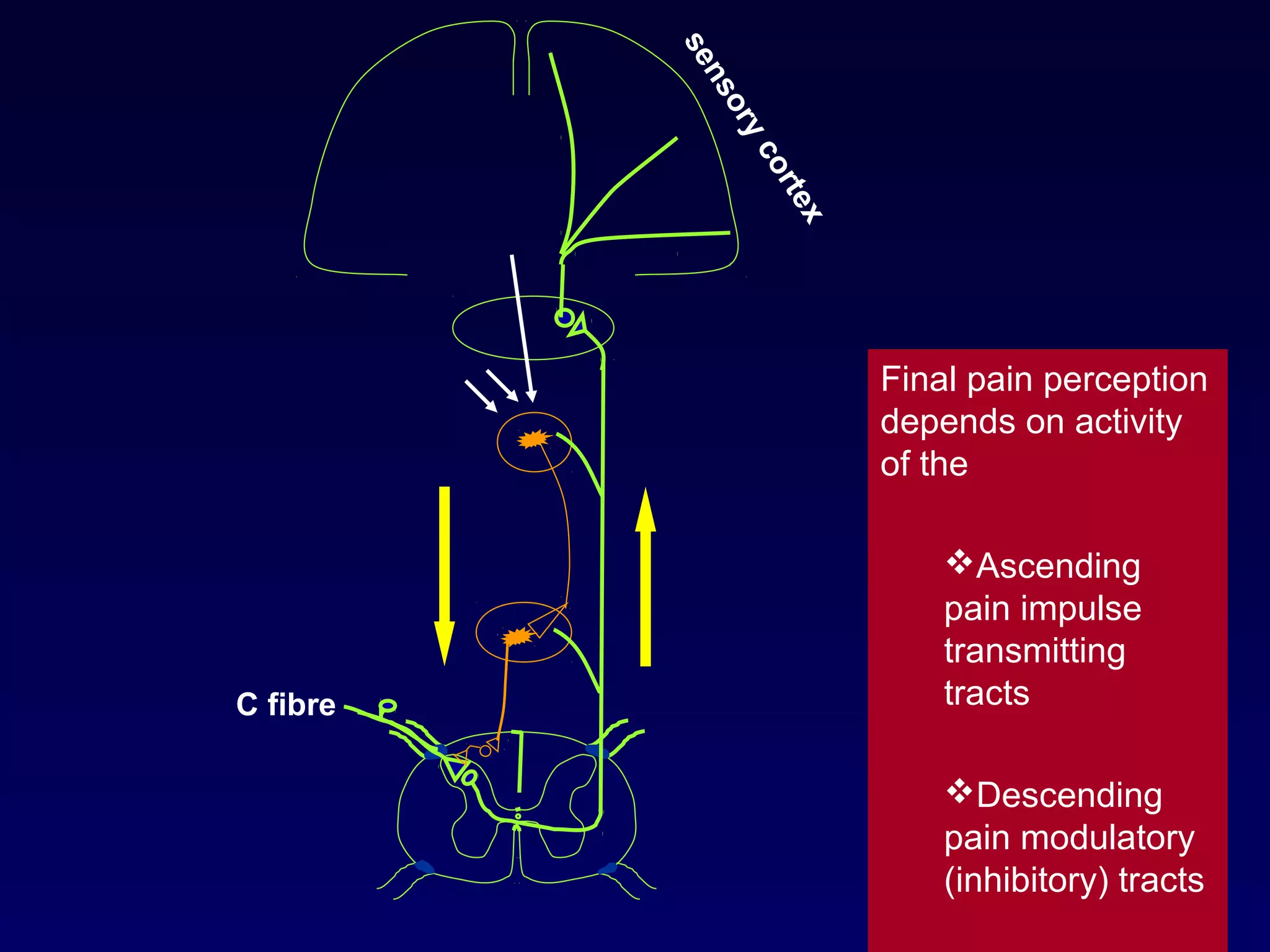 pain physiology Y2S1 2014 | PPT