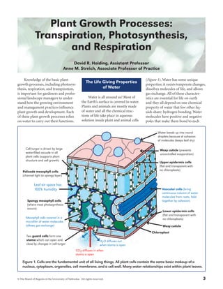 Plant growth processes | PDF