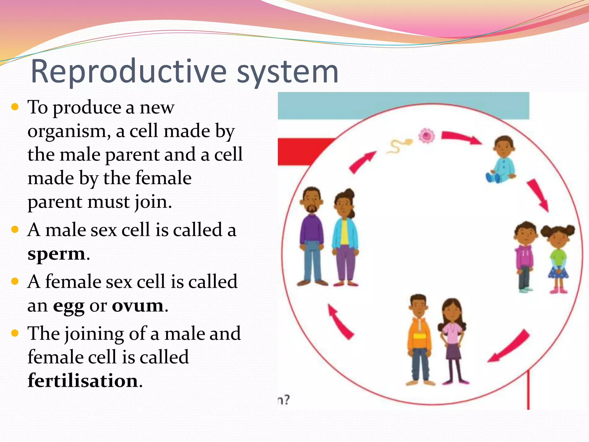 Y6 Ch02 Cell to system All 2022.pptx