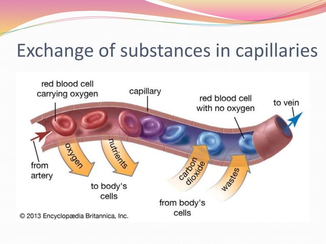 Y6 Ch02 Cell to system All 2022.pptx