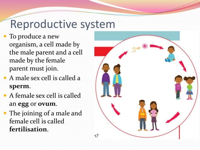Y6 Ch02 Cell to system All 2022.pptx