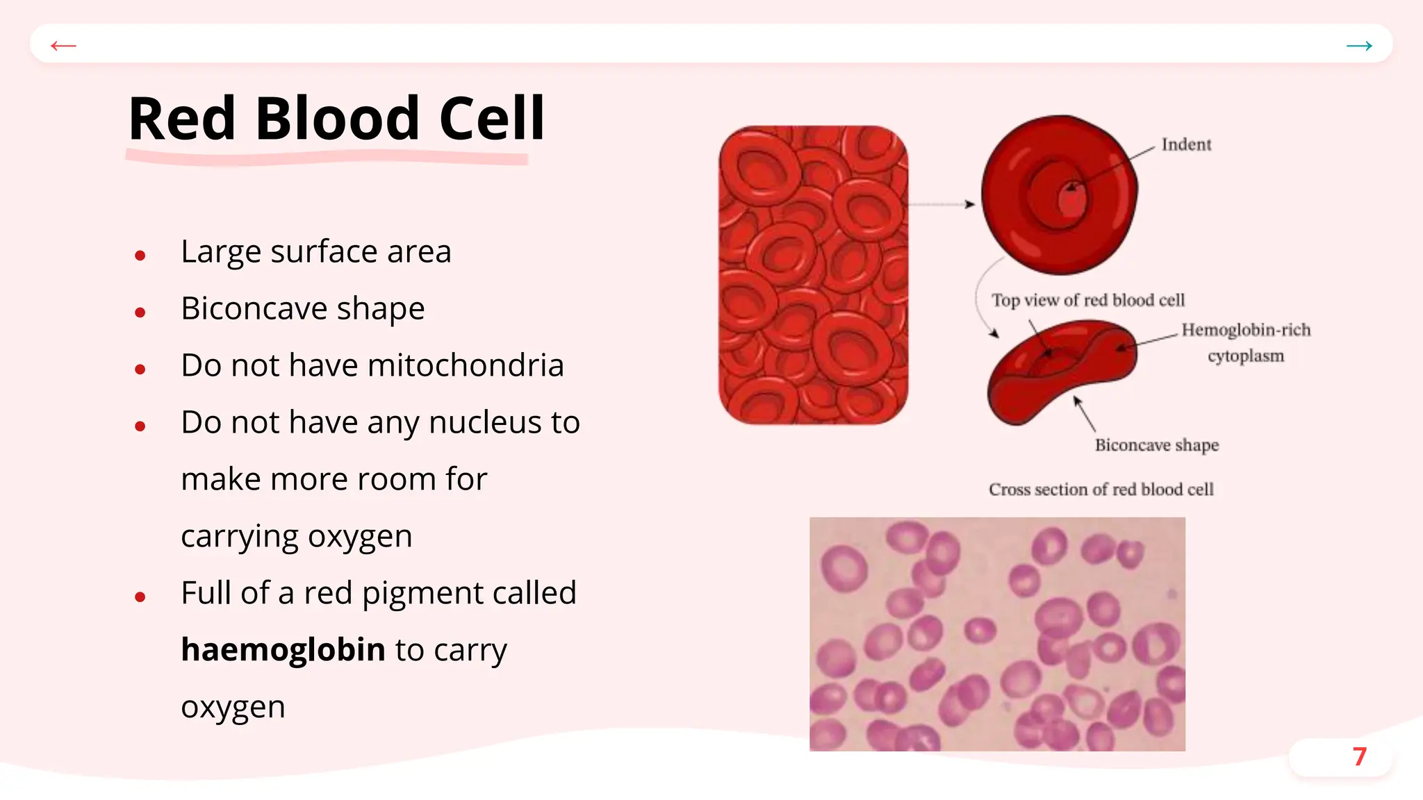 Y7_Stage 7_Blood Composition and Circulatory System.pptx