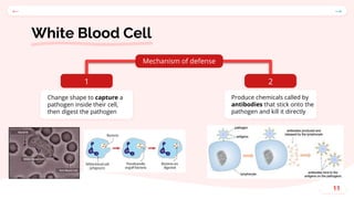 Y7_Stage 7_Blood Composition and Circulatory System.pptx