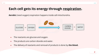 Y7_Stage 7_Blood Composition and Circulatory System.pptx