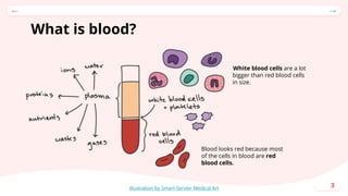 Y7_Stage 7_Blood Composition and Circulatory System.pptx