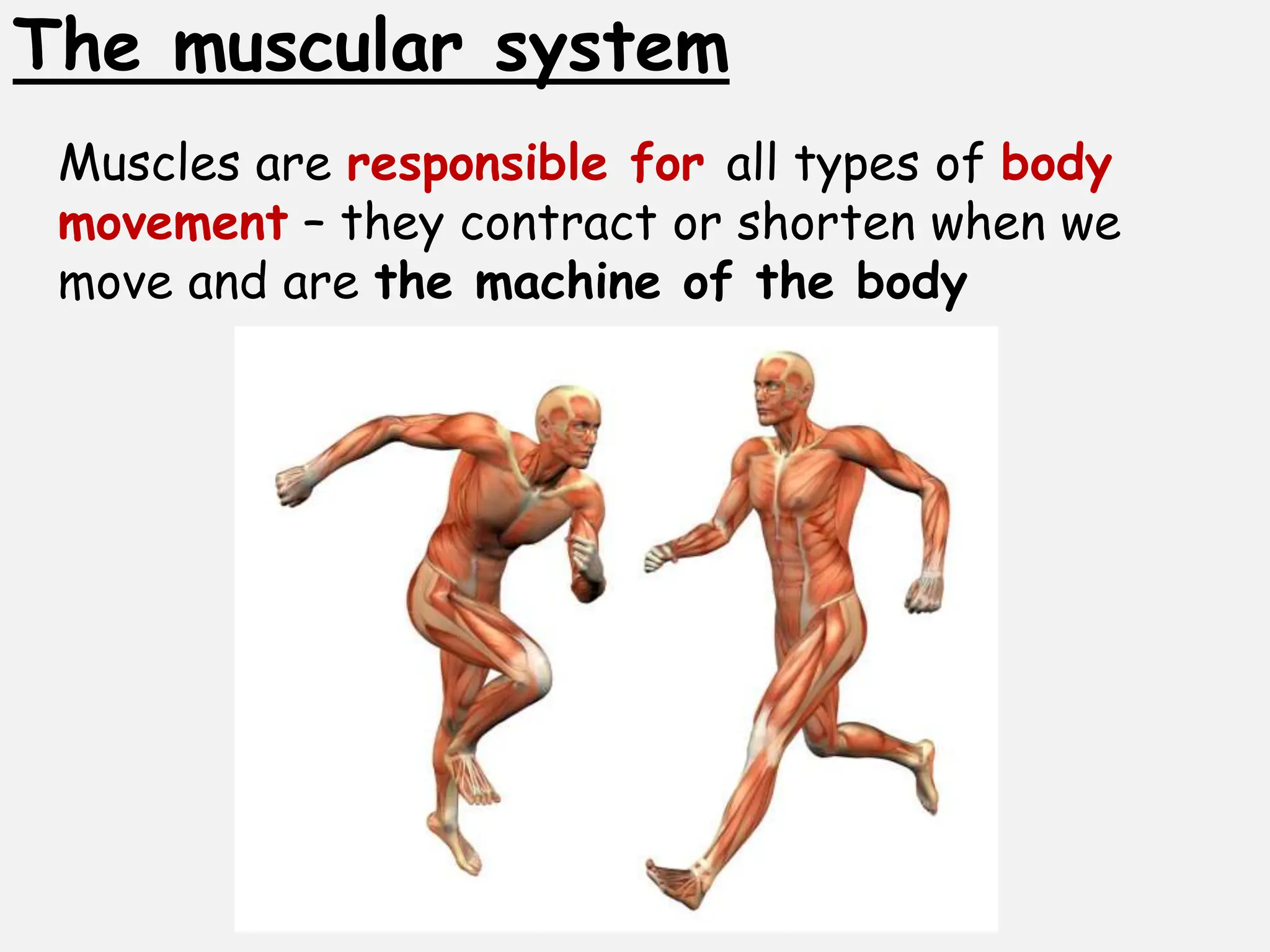 Y7_Stage 7_Human Musculoskeletal System.pptx