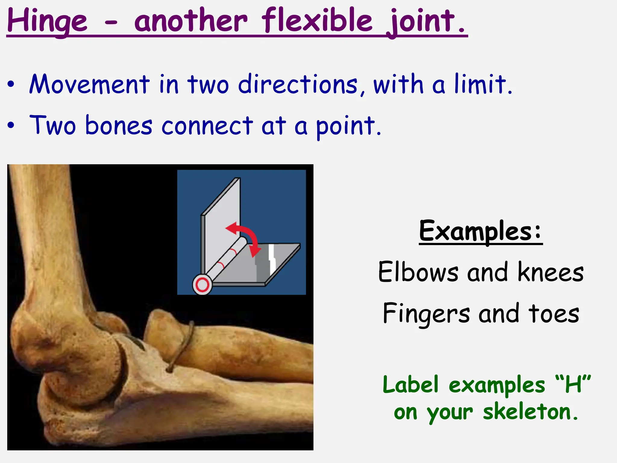 Y7_Stage 7_Human Musculoskeletal System.pptx