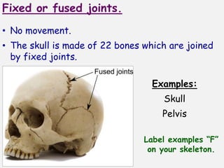 Y7_Stage 7_Human Musculoskeletal System.pptx