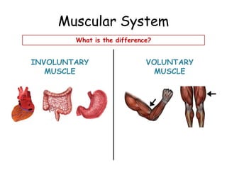 Y7_Stage 7_Human Musculoskeletal System.pptx