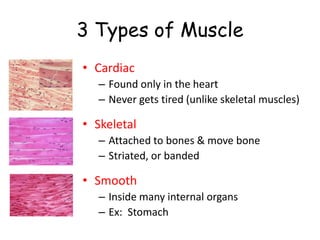 Y7_Stage 7_Human Musculoskeletal System.pptx