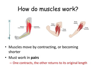 Y7_Stage 7_Human Musculoskeletal System.pptx