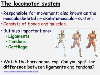 Y7_Stage 7_Human Musculoskeletal System.pptx