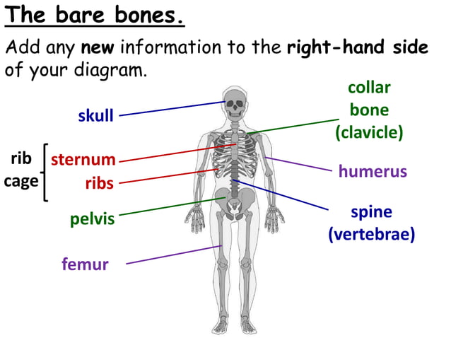 Y7_Stage 7_Human Musculoskeletal System.pptx