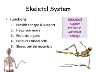 Y7_Stage 7_Human Musculoskeletal System.pptx