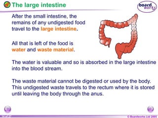 Y8-Food-and-Digestion.ppt
