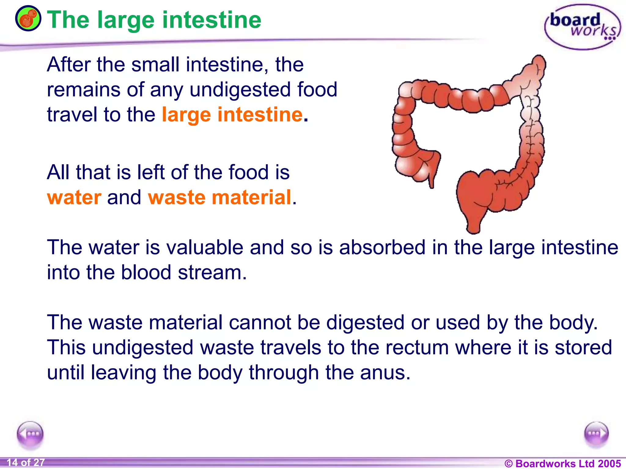 Y8-Food-and-Digestion.ppt