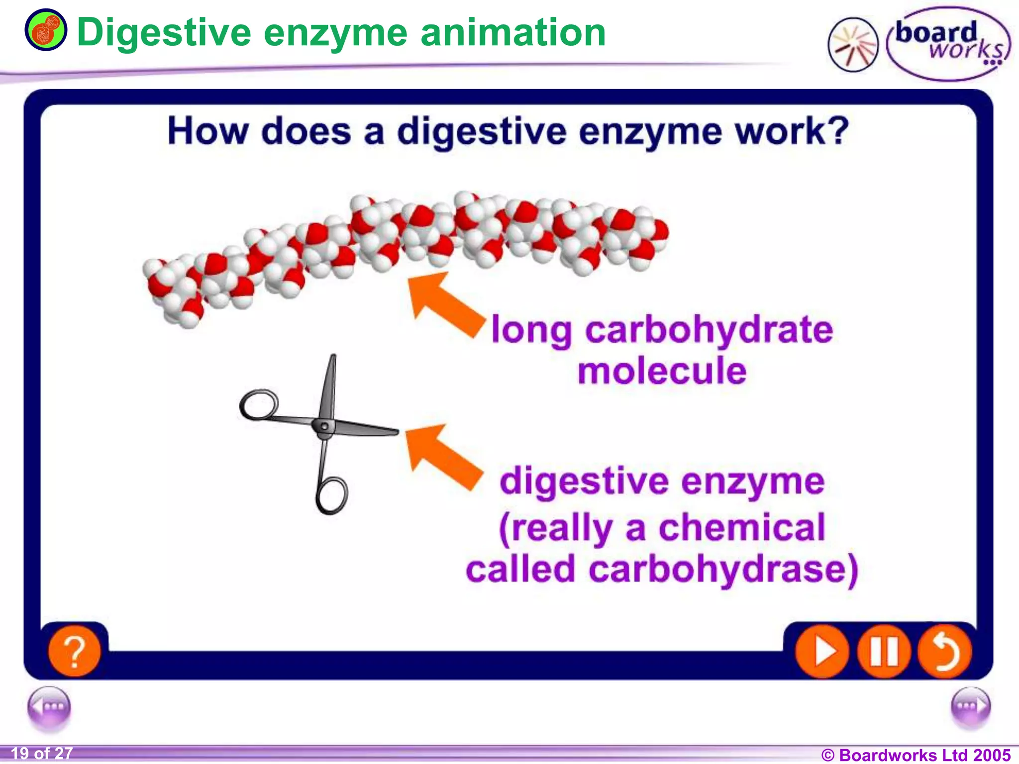 Y8-Food-and-Digestion.ppt