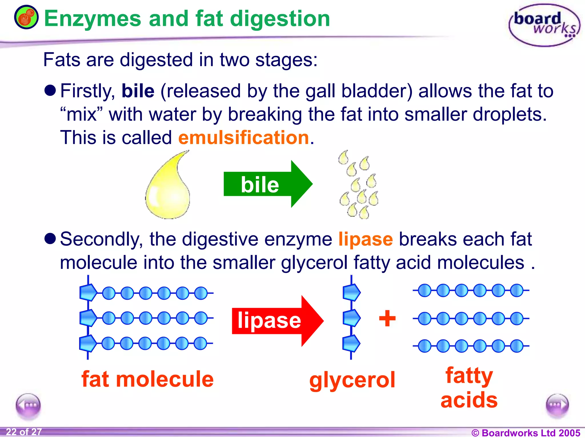 Y8-Food-and-Digestion.ppt