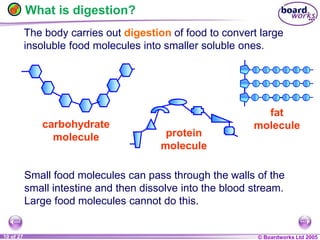 Y8-Food-and-Digestion.ppt