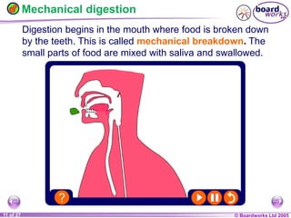 Y8-Food-and-Digestion.ppt